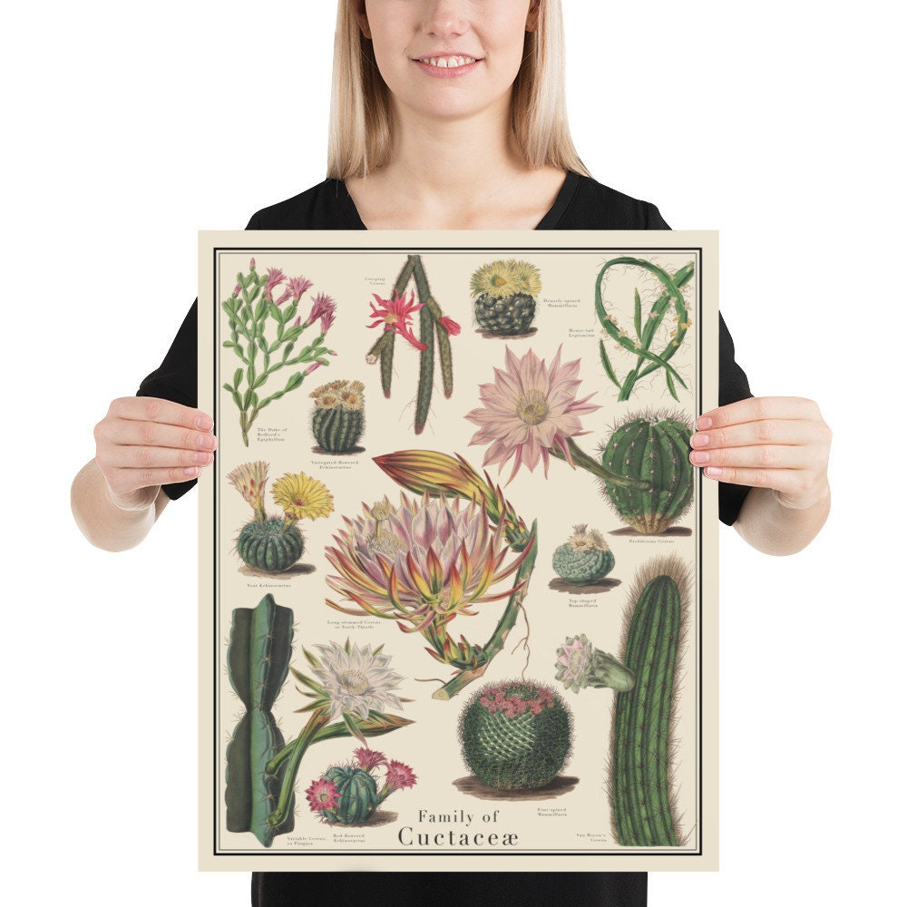 Cactus Antique-style Poster, Cacti Identification Chart, Curtis ...
