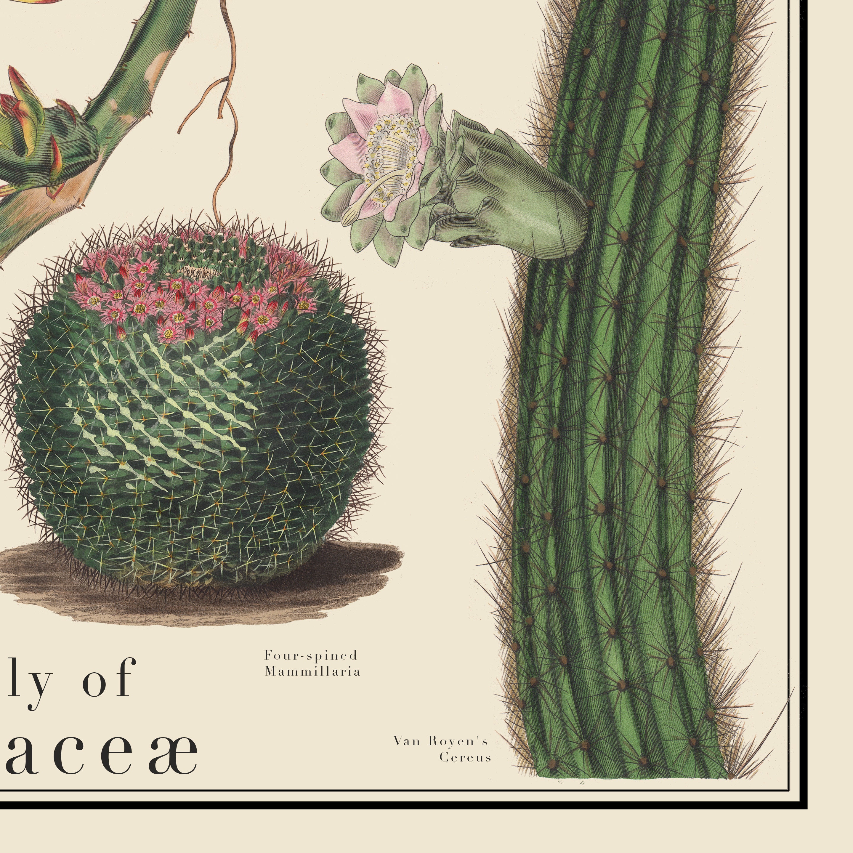 Cactus Antique-style Poster, Cacti Identification Chart, Curtis ...