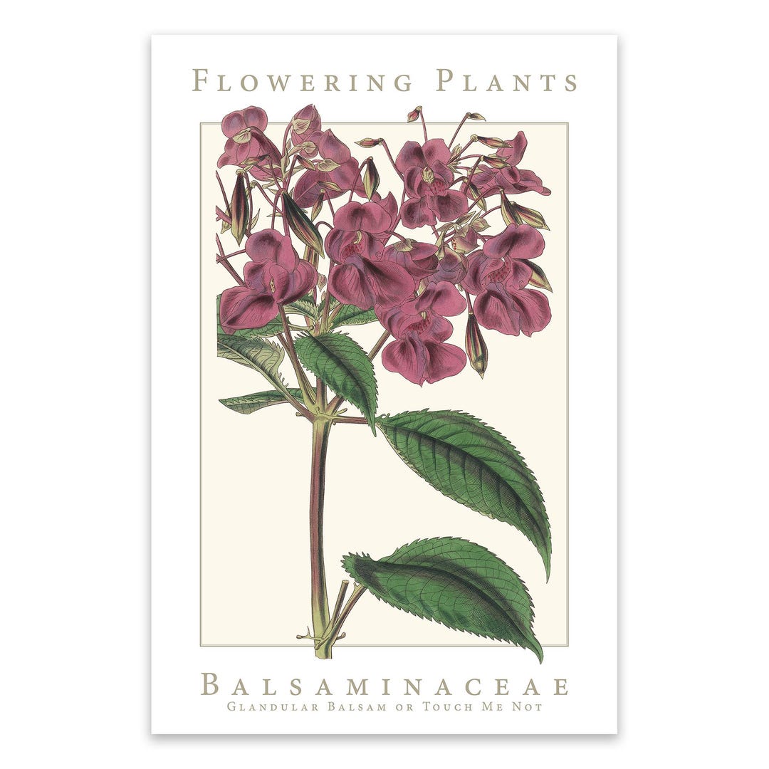 Balsaminaceae Family Flowering Plants: Glandular Balsam or Touch Me Not ...