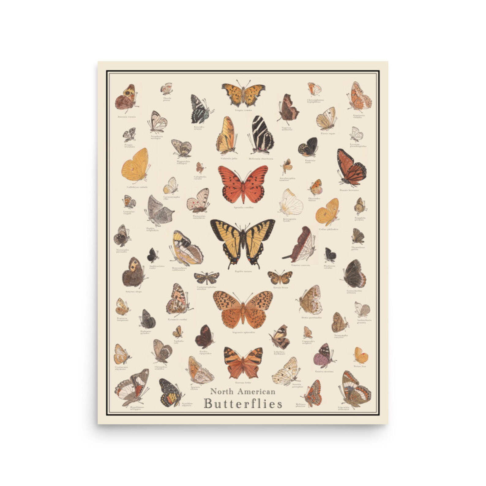 North American Butterflies Antique-style Poster, Butterfly ...