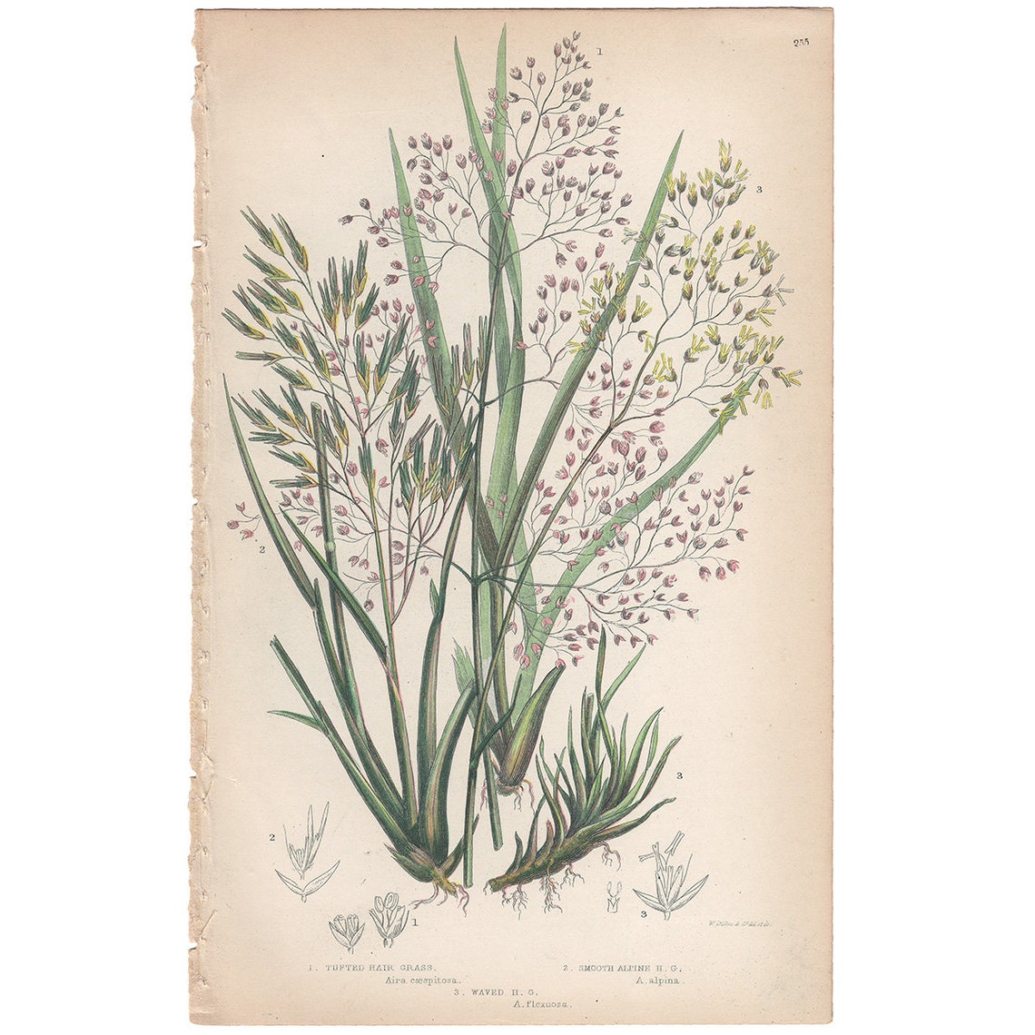 Anne Pratt Flowering Plants Antique Botanical Print From 1860 ...