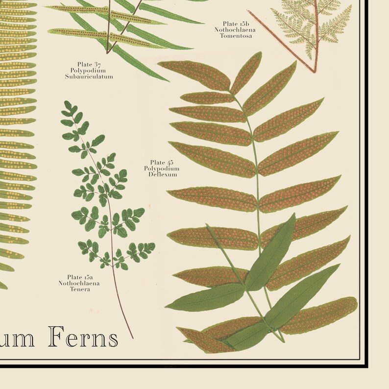 Polypodium Ferns Framed 16x20 Vintage-style Plant Identification Chart ...