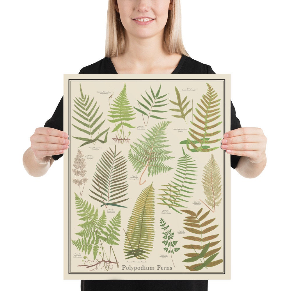Polypodium Ferns Vintage-style Plant Identification Poster, 16 X 20 ...