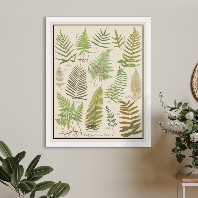 Polypodium Ferns Framed 16x20 Vintage-style Plant Identification Chart ...