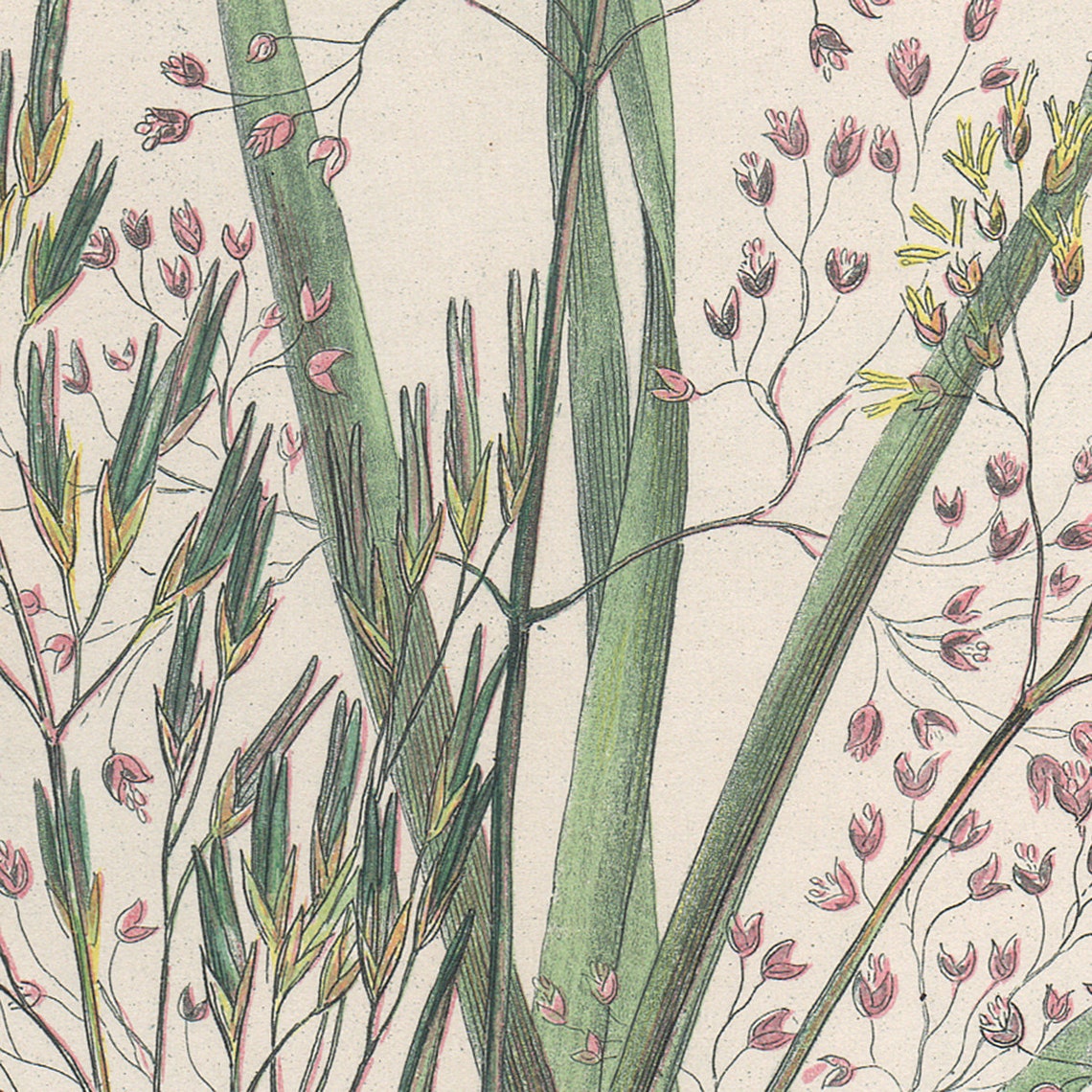 Anne Pratt Flowering Plants Antique Botanical Print From 1860 ...