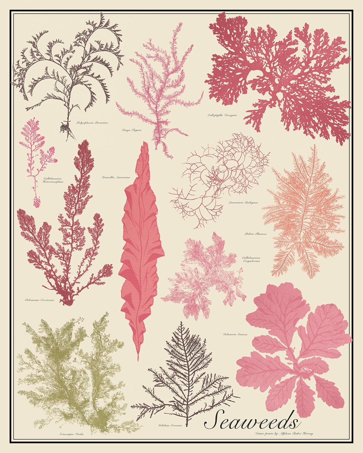 Seaweeds No. 2 Antique-Style Botanical Chart Poster Earth | Etsy