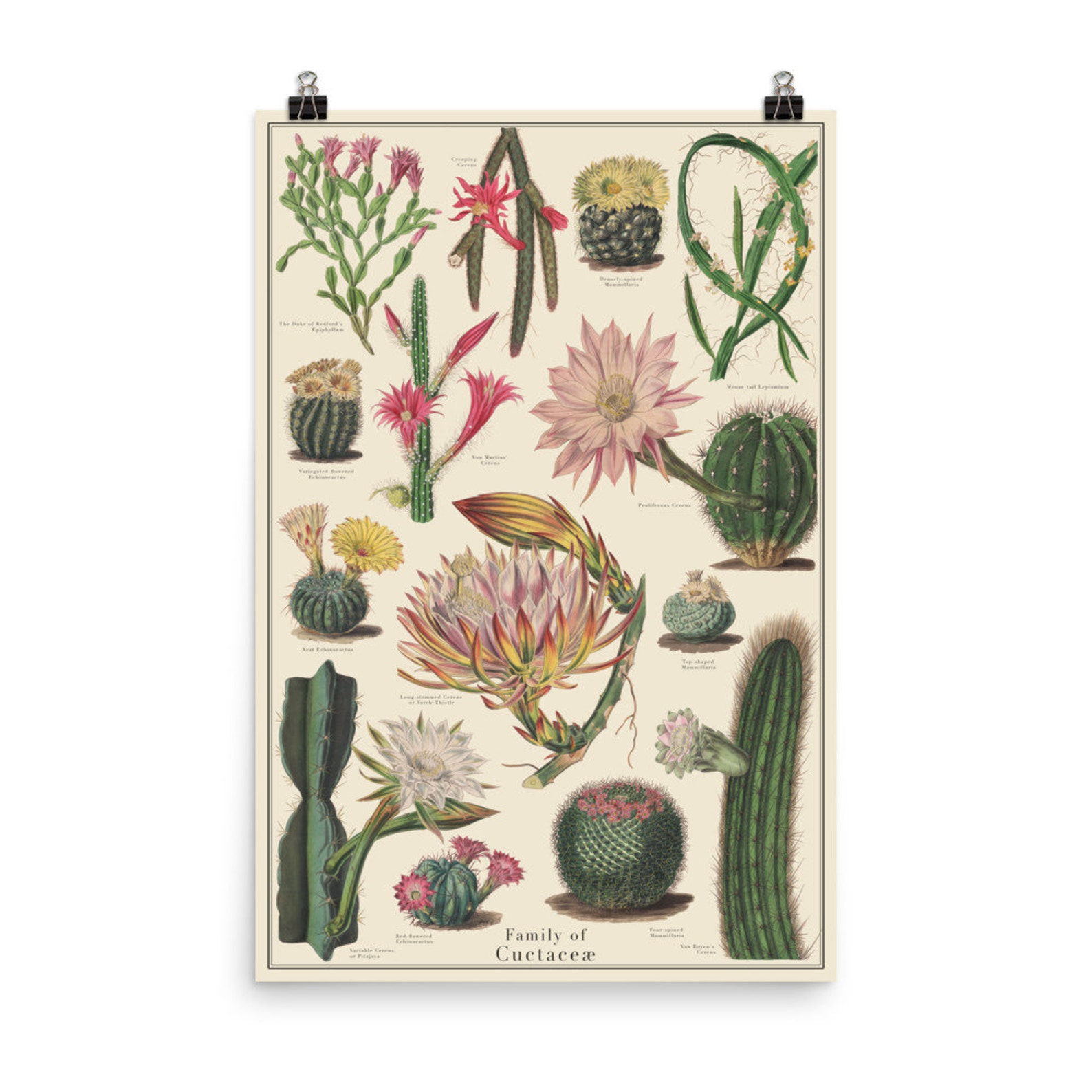 Cactus Antique-style Poster, Cacti Identification Chart, Curtis ...