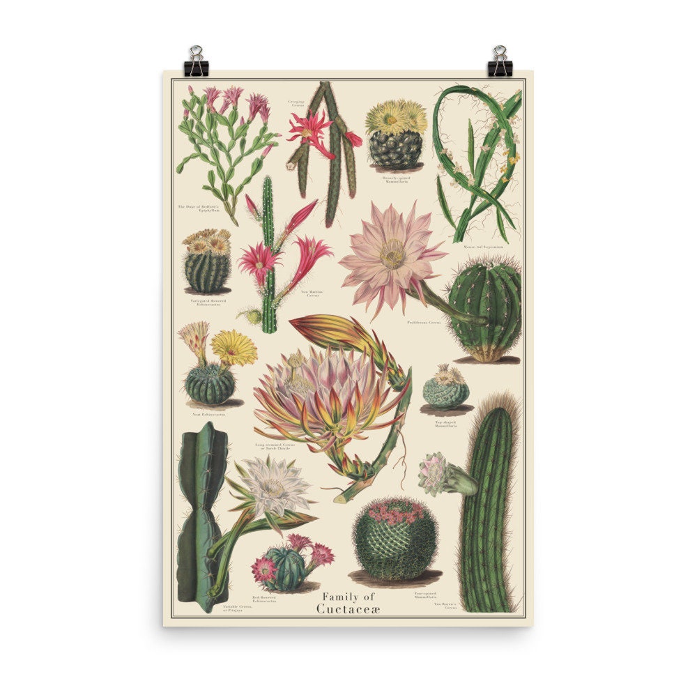 Cactus Antique-style Poster, Cacti Identification Chart, Curtis ...