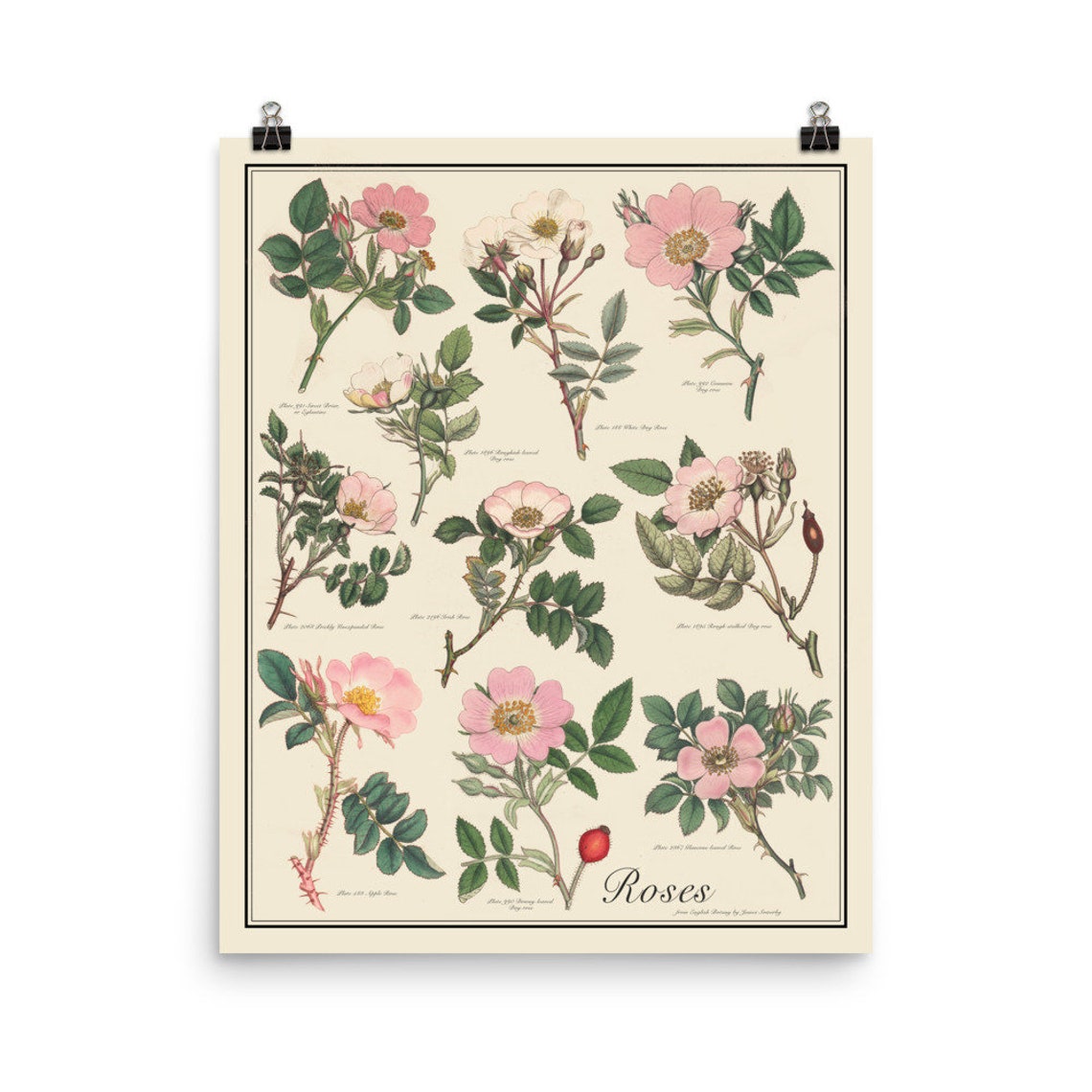 Roses Antique-style Botanical Chart Poster, Pink Flowers by Sowerby ...