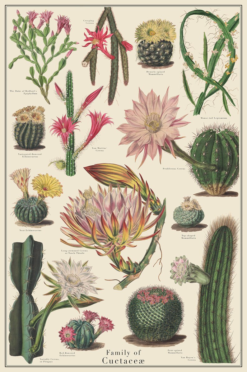 Cactus Antique-style Poster, Cacti Identification Chart, Curtis ...