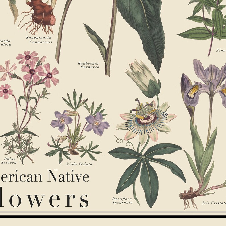 American Native Flowers Antique-style Poster Flower - Etsy