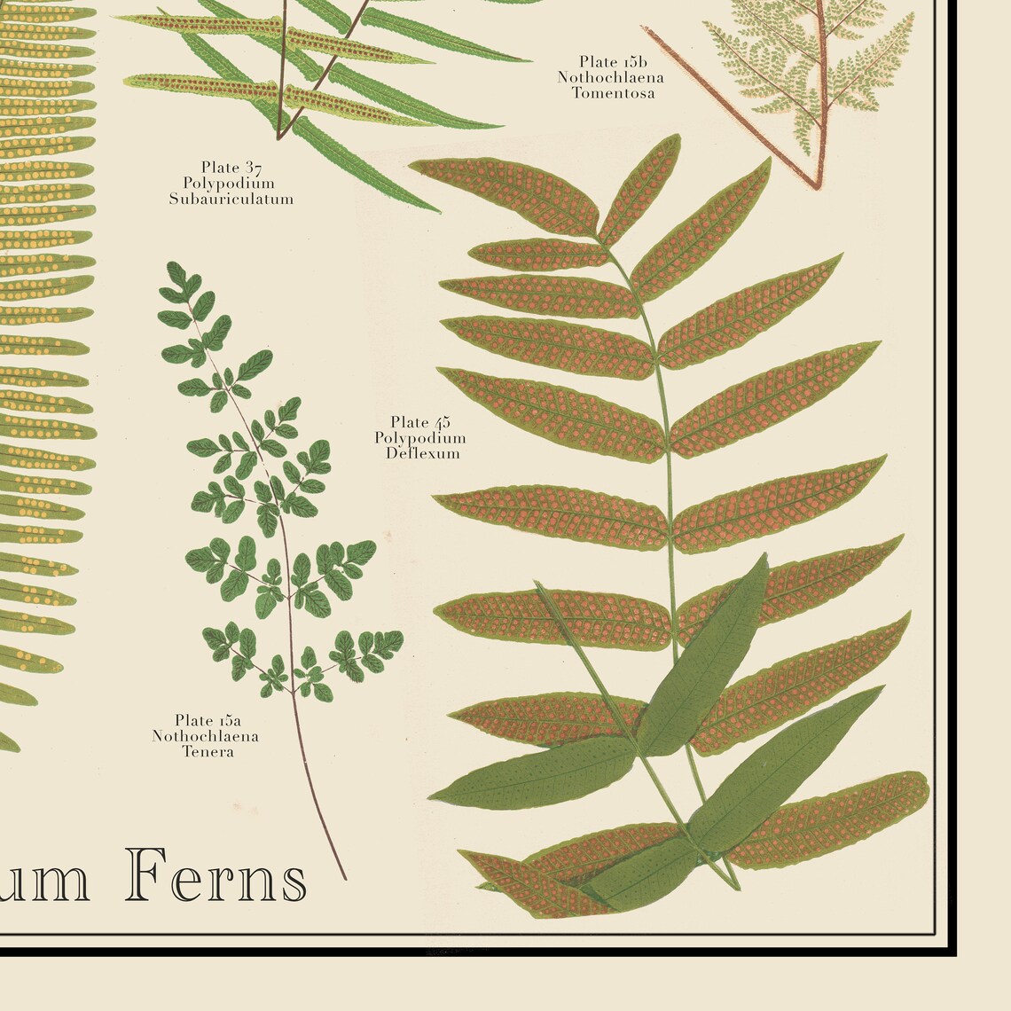 Polypodium Ferns Vintage-style Plant Identification Poster, 16 X 20 ...
