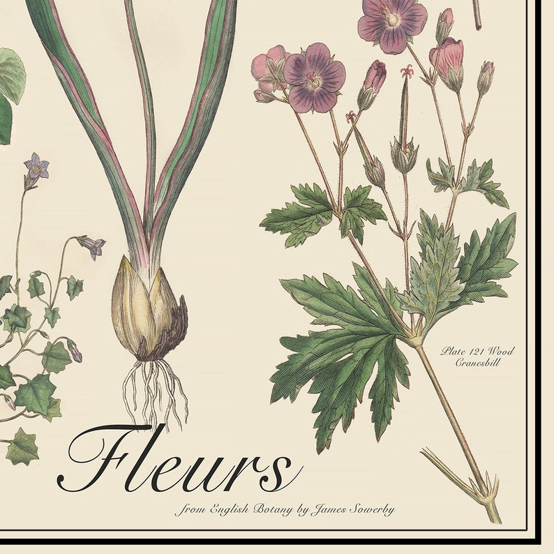 Fleur Antique-style Botanical Chart Poster Blue and Violet | Etsy