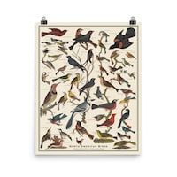 Bird Poster - Etsy