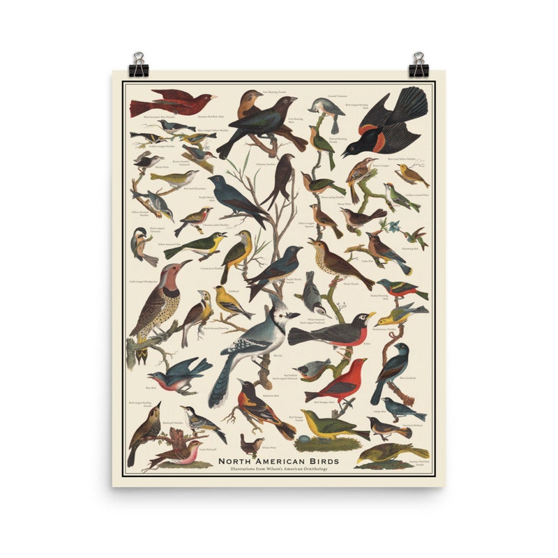 Bird Poster - Etsy