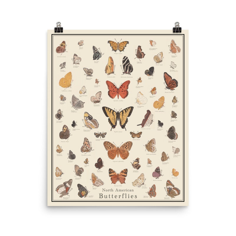 Butterfly Poster - Etsy