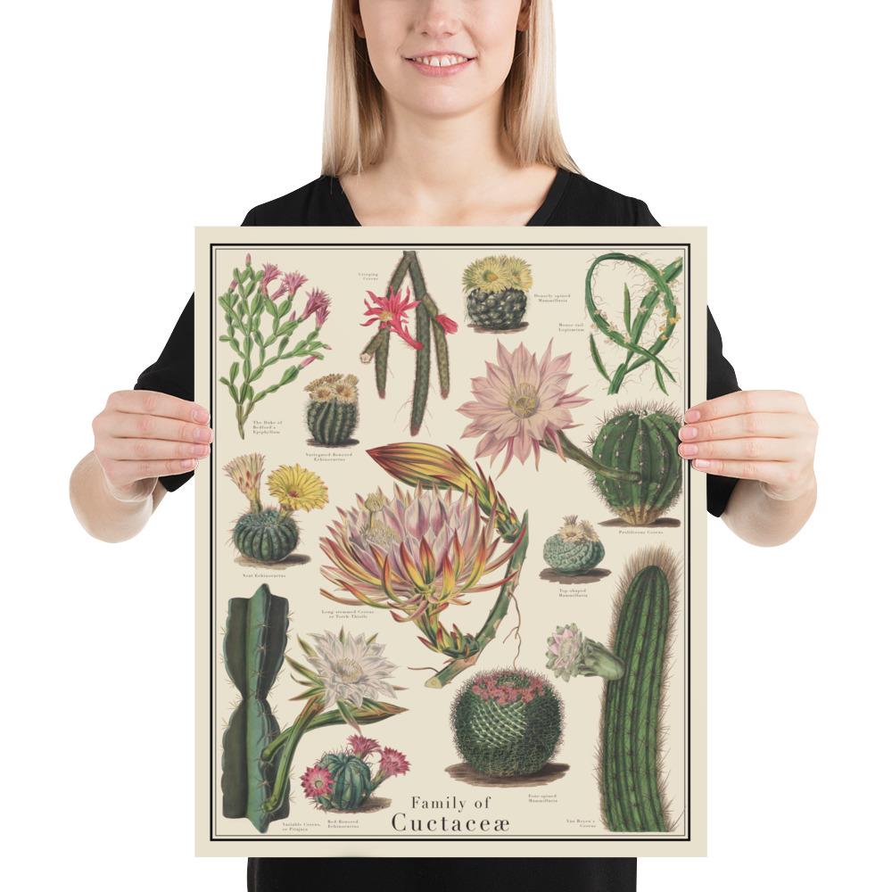 Vintage-style Cactus Poster, Botanical Cacti Identification Chart ...