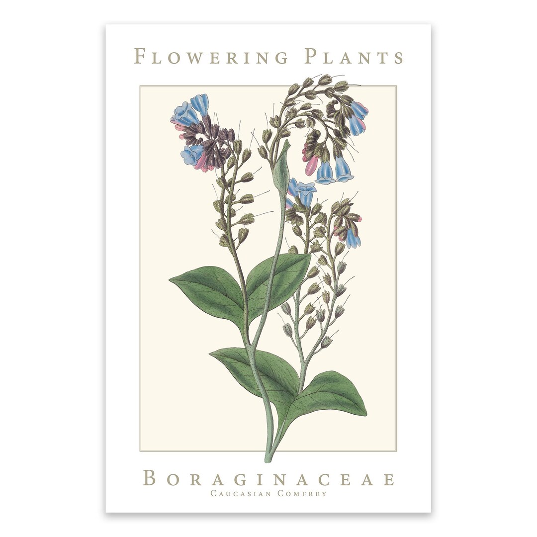 Boraginaceae Family Flowering Plants: Caucasian Comfrey Museum Quality ...