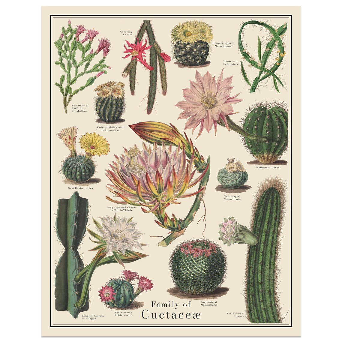 Vintage-style Cactus Poster, Botanical Cacti Identification Chart ...