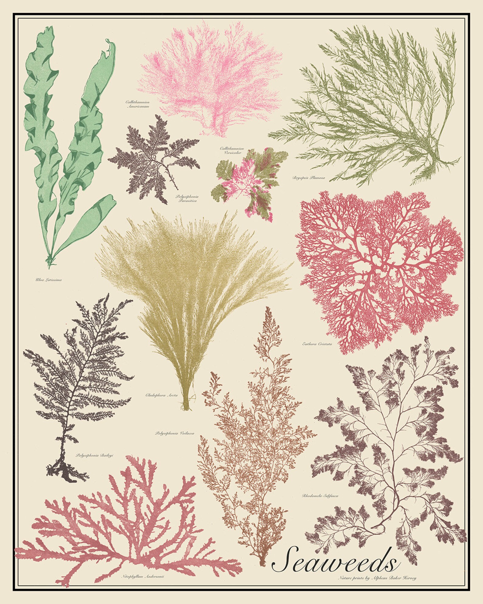 Seaweeds No. 1 Antique-style Botanical Chart Poster, Earth Tones ...