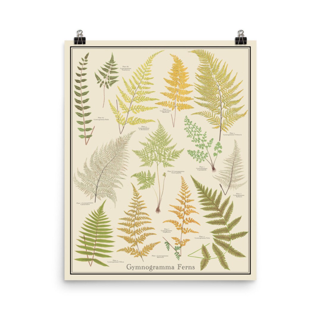 Gynogramma Ferns Vintage-style 16x20 Botanical Chart, Plant ...