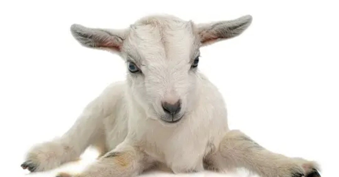 1 Lb GOAT'S MILK POWDER Dried Goats Dehydrated Dry Cream Whole Full Fat ...