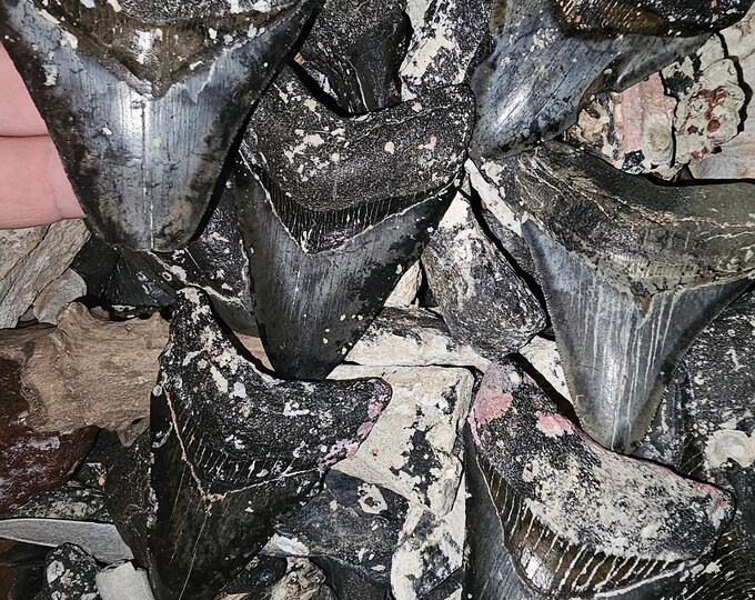 Guaranteed Megalodon Fossil Pack - Etsy