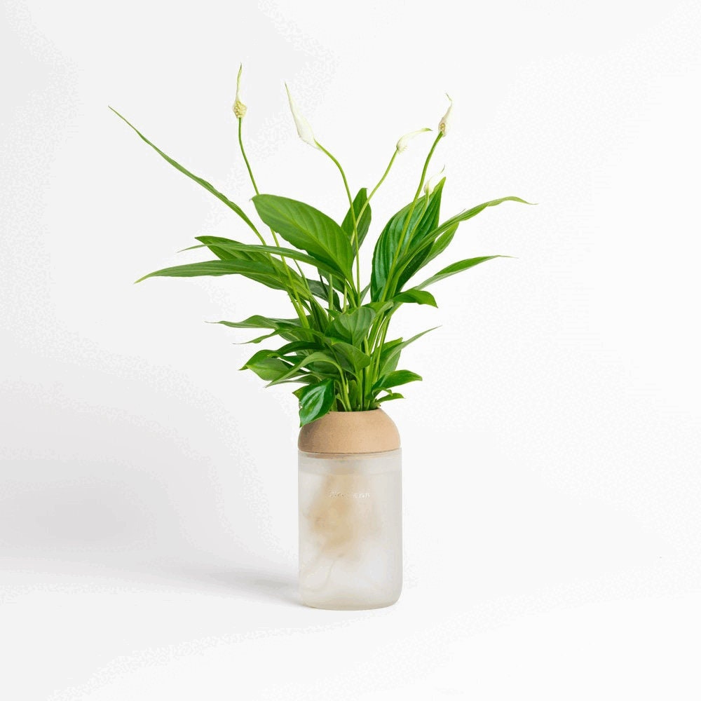 Citysens Transparent Planter With Plant - Etsy