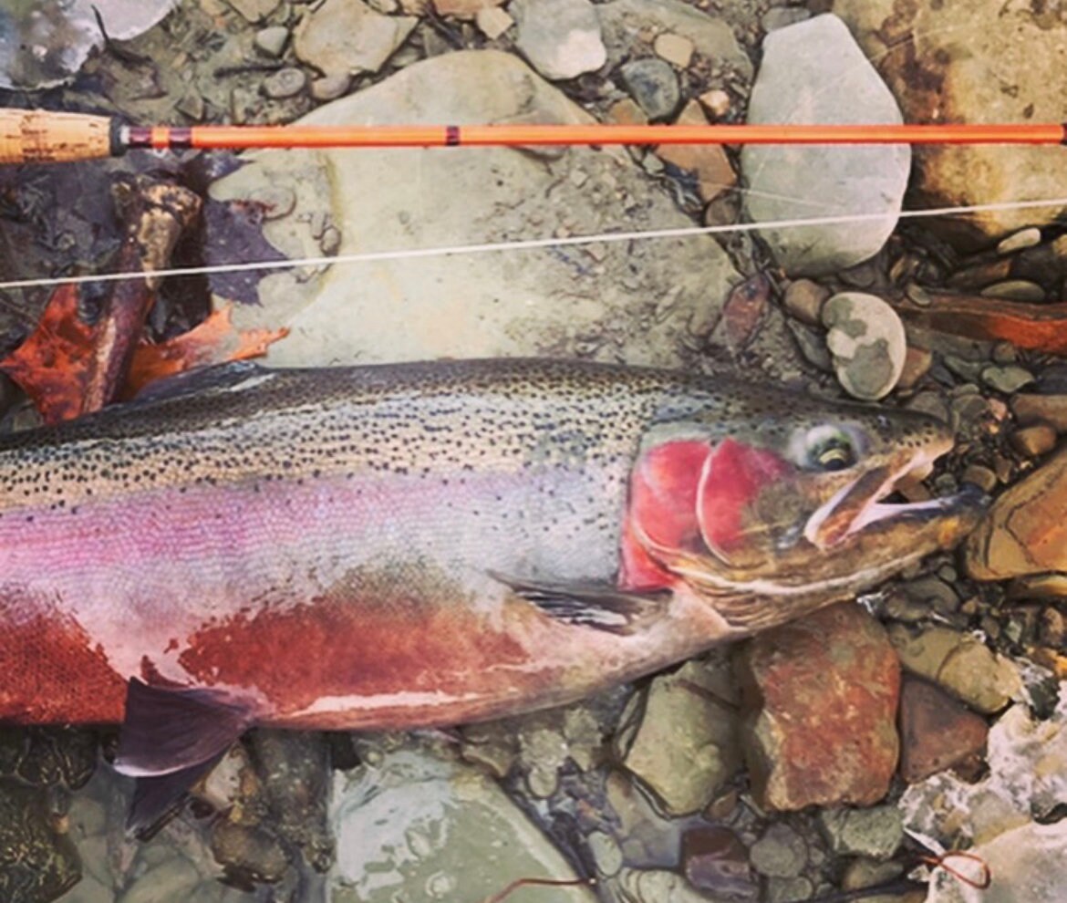 3 Snowhite Bacon Fly Streamers — Fly Fishing Consultant