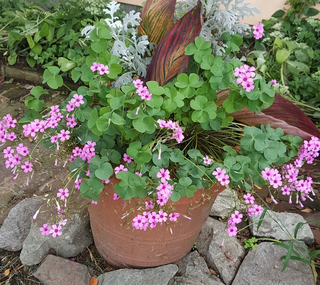 OXALIS PINK 40 Bulbs Bare Roots Shamrock Wood Sorrel Ground Cover ...
