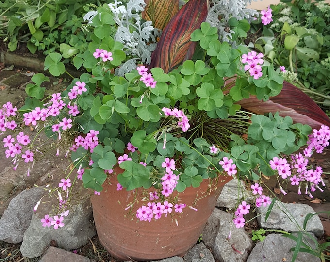 Pink Shamrocks Oxalis Plant, Wood Sorrel Ground Cover, Pink Blooming ...