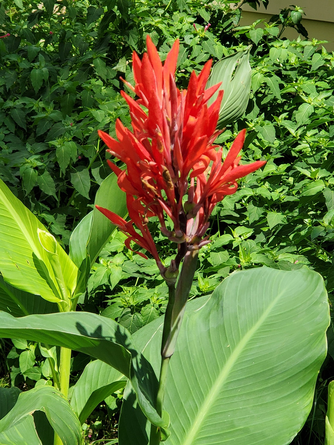 6 Red Canna Lily Indian Shot Bulbs Roots Rhizomes Bareroot - Etsy