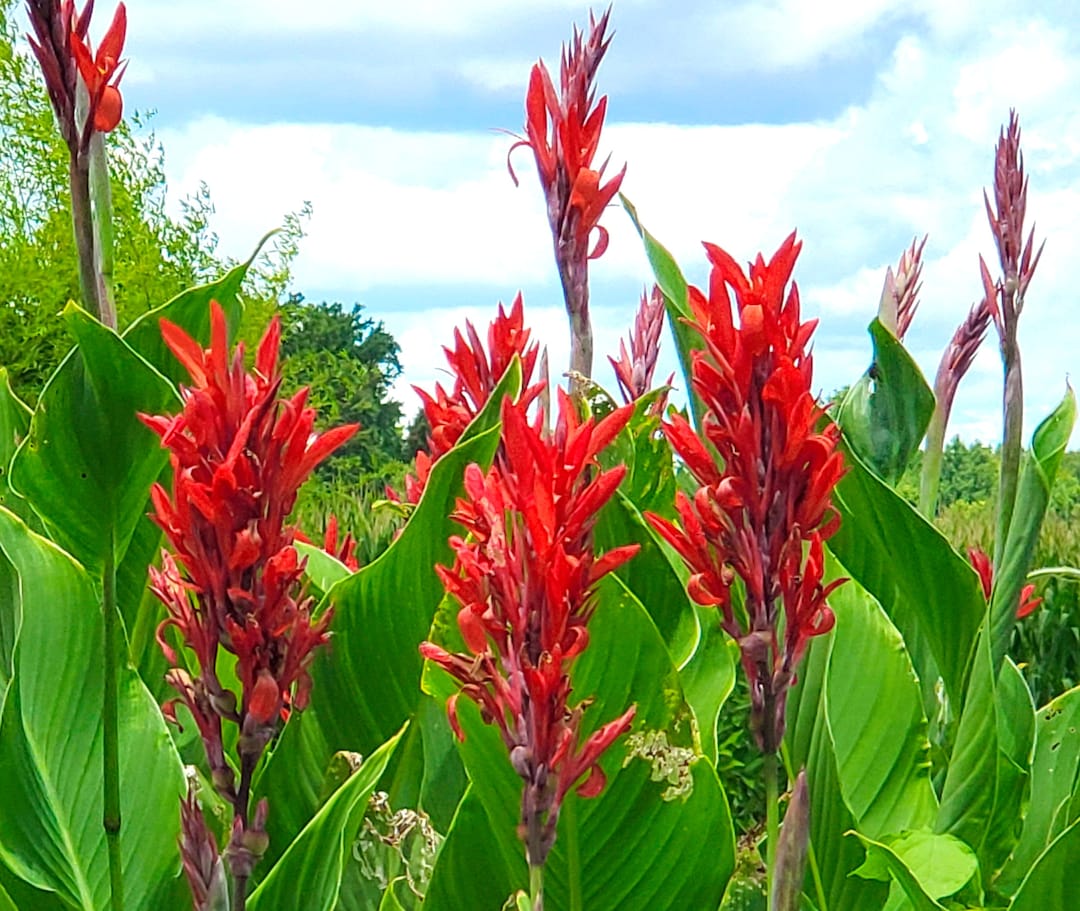 6 Red Canna Lily Indian Shot Bulbs Roots Rhizomes Bareroot - Etsy