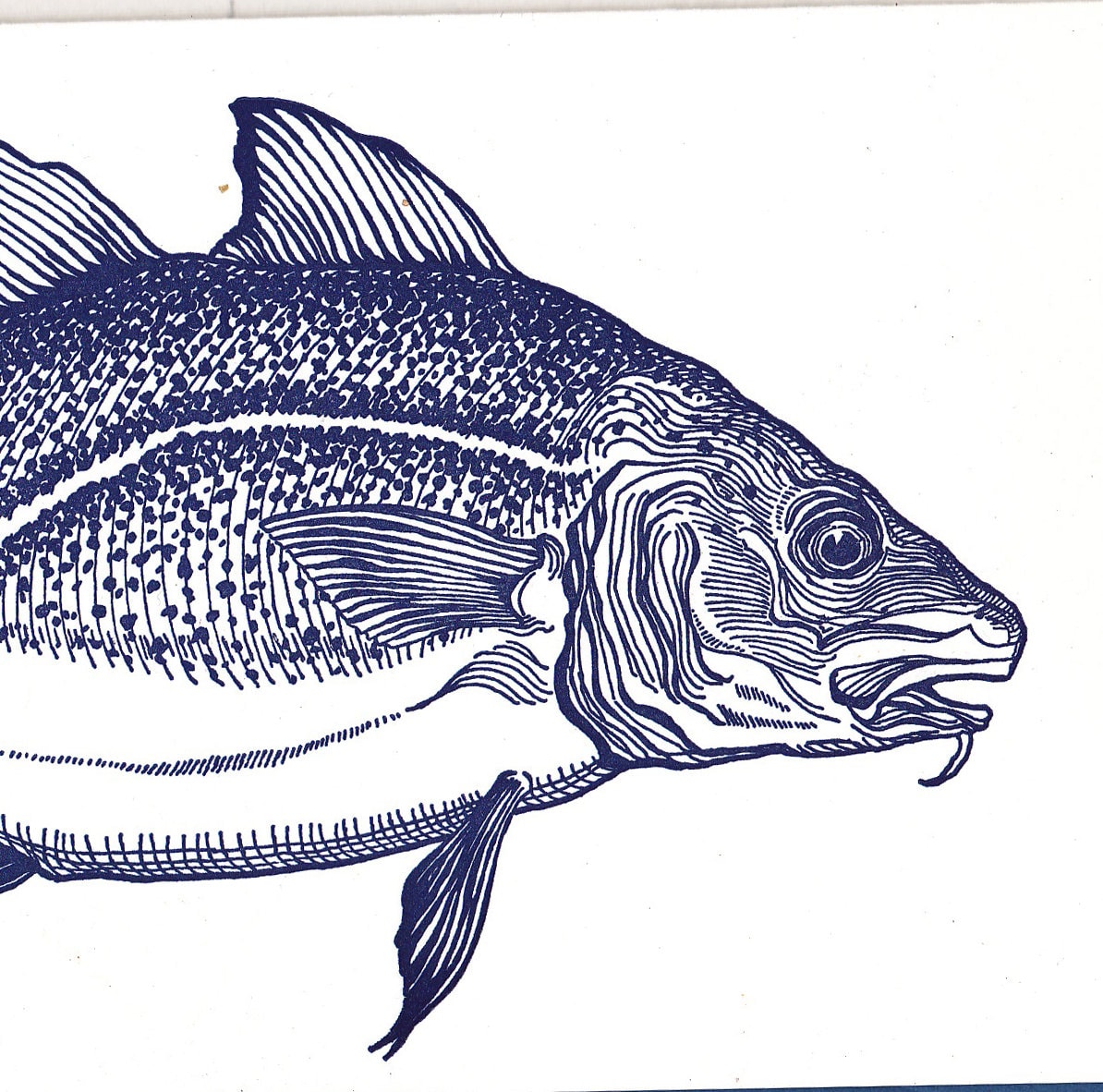 Atlantic Cod Drawing
