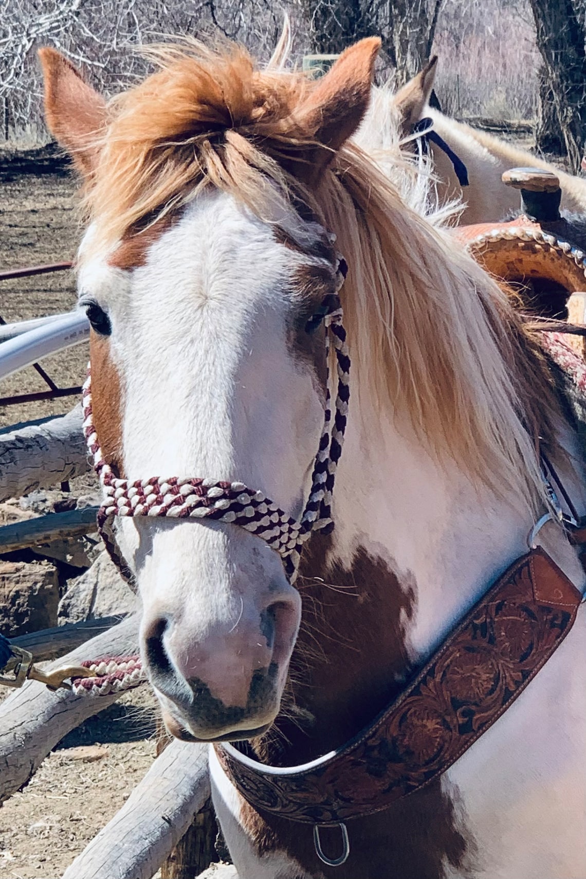 Custom Braided Mule Tape Halter - Etsy