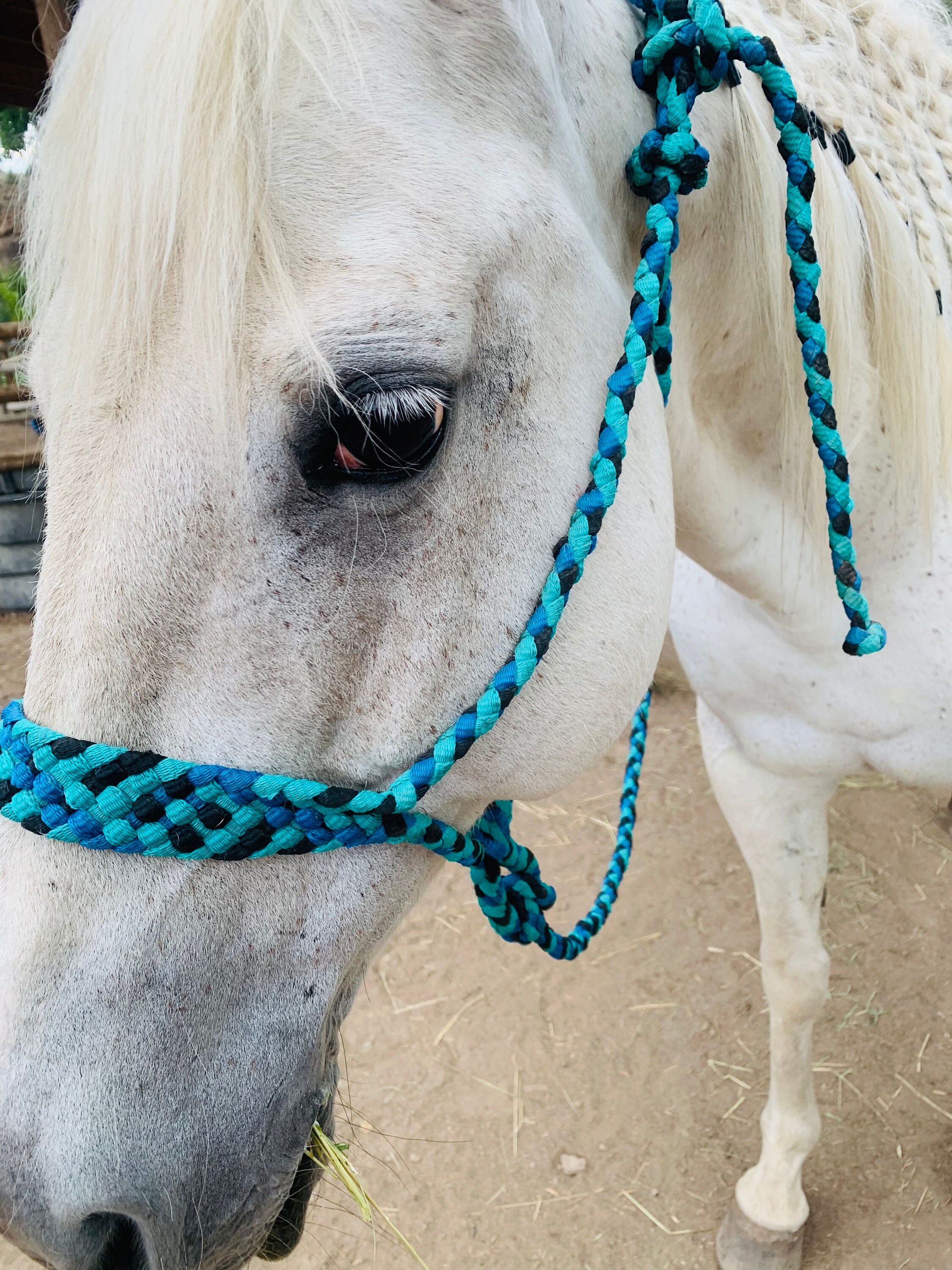 Custom Braided Mule Tape Halter - Etsy