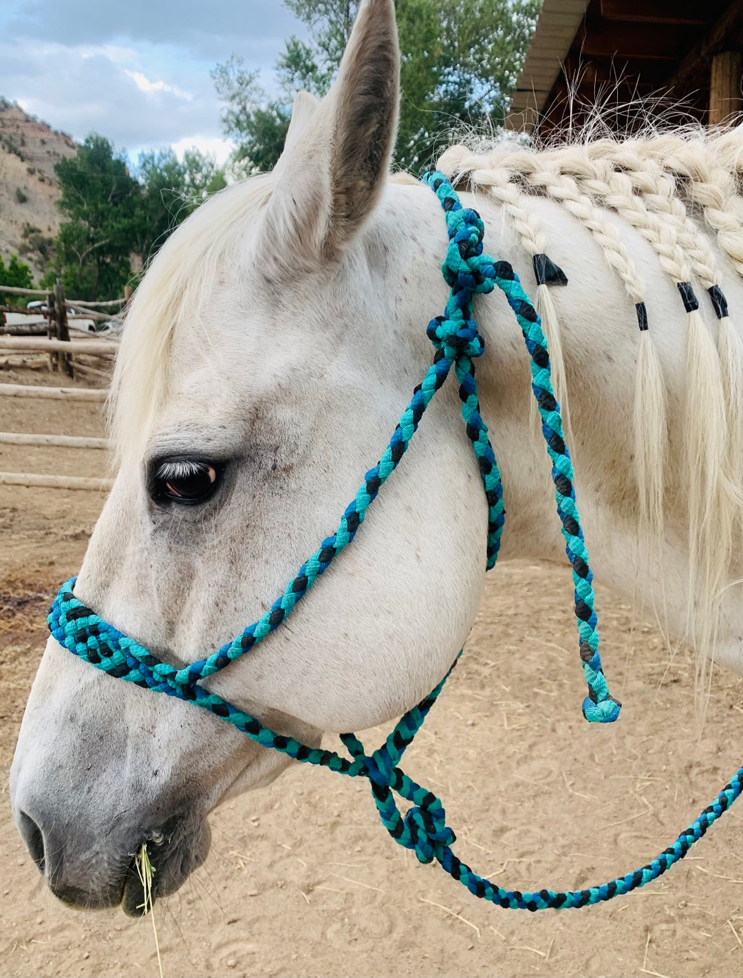 Custom Braided Mule Tape Halter - Etsy