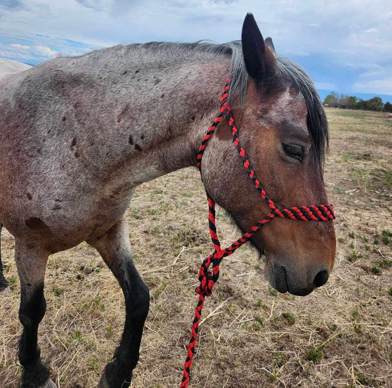 Custom Braided Mule Tape Halter - Etsy