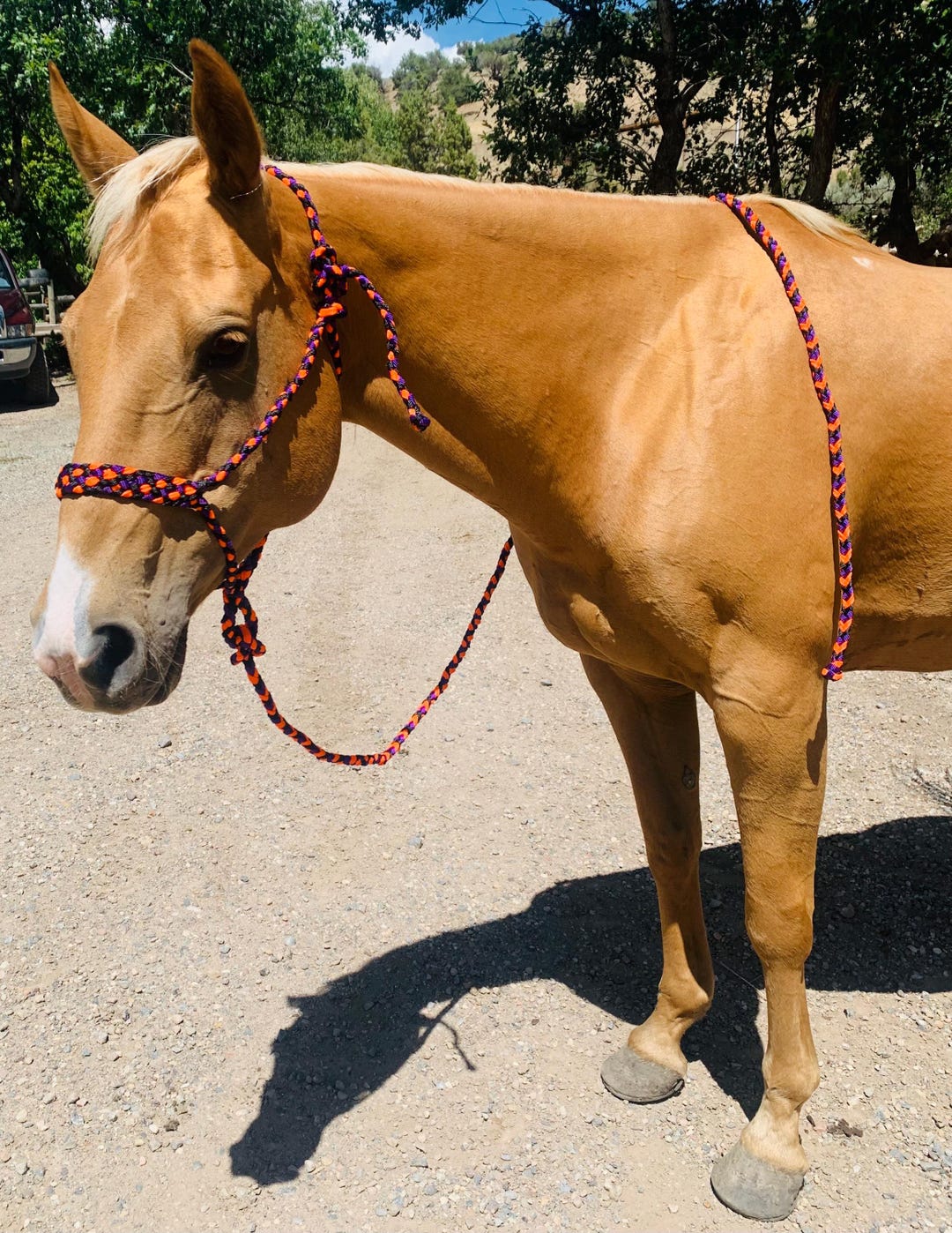 READY TO GO Braided Mule Tape Halter - Etsy