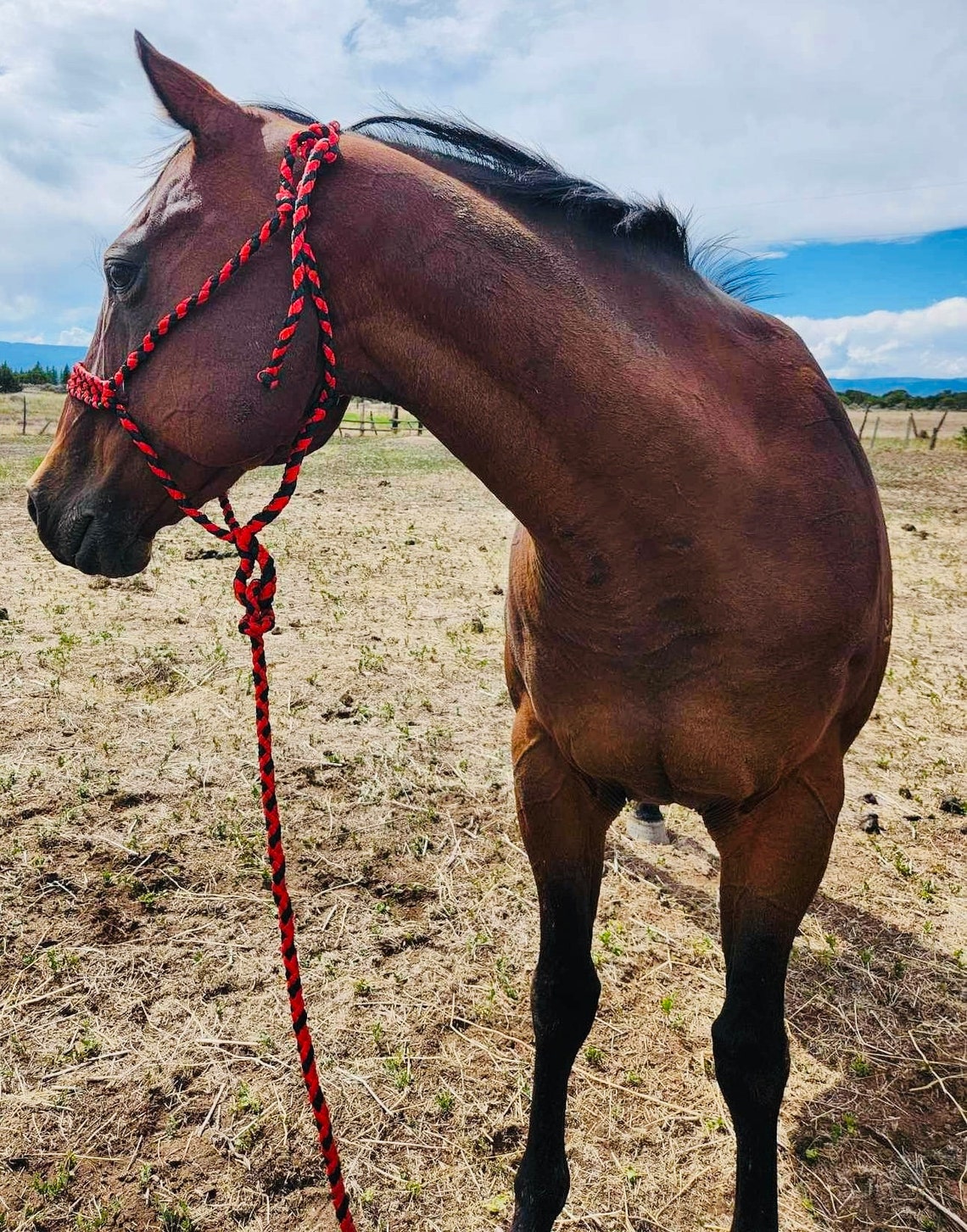Custom Braided Mule Tape Halter - Etsy