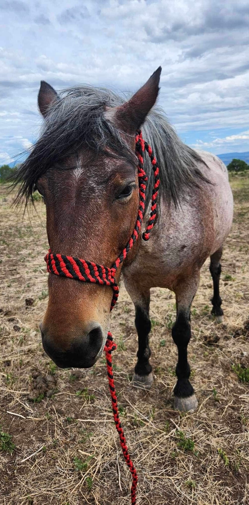 Custom Braided Mule Tape Halter - Etsy