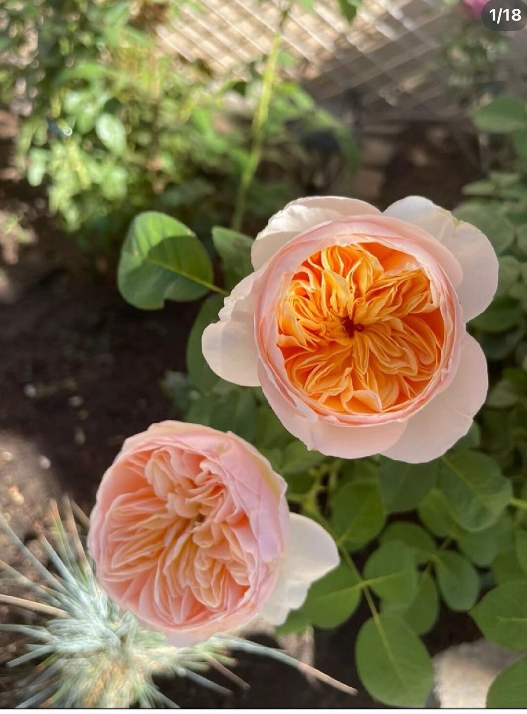 Chinese Julie. Wedding Cut Rose 朱丽叶 5 Gallons Large - Etsy