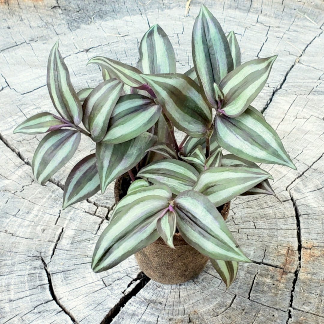 Silver Inch Plant in 3" Pot - Etsy