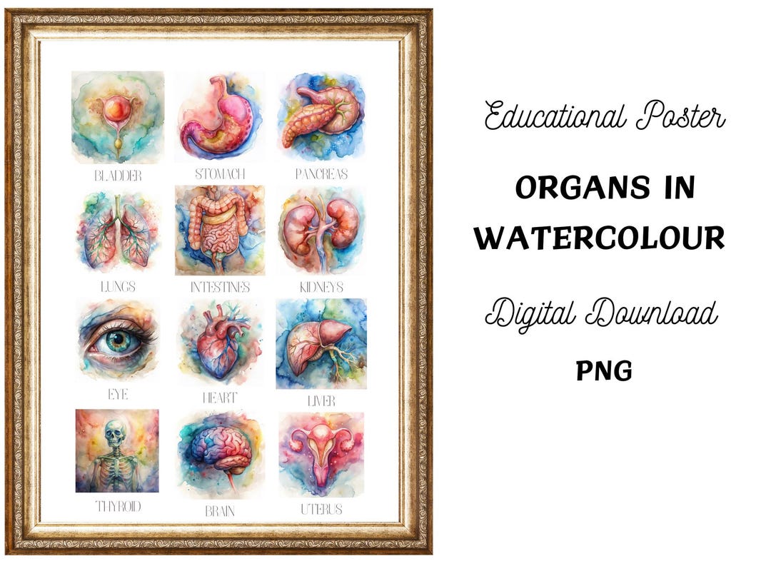 ANATOMÍA EN ACUARELA / Póster de anatomía / Órganos en acuarela ...
