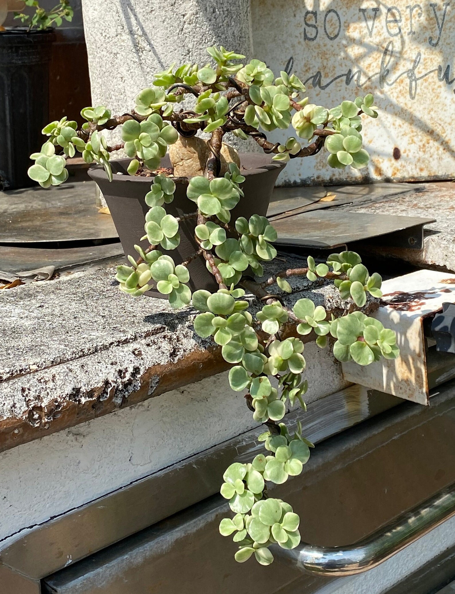 Variegated Portulacaria Afra (jade) Shohin Cascade Bonsai - Etsy