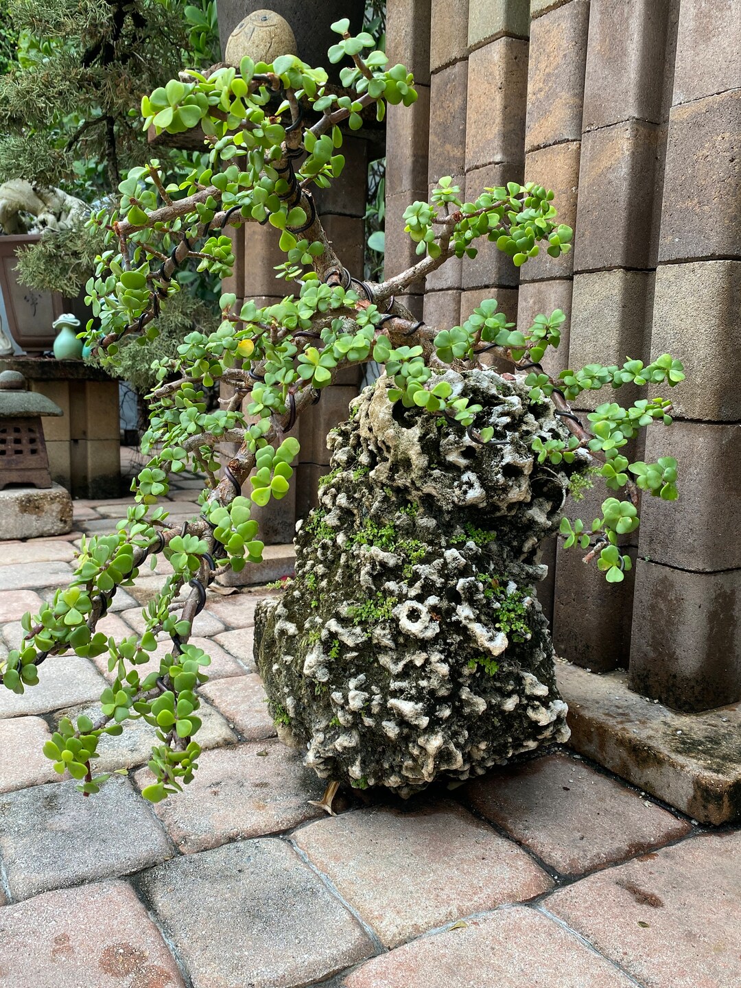 Portulacaria Afra jade Cascade Bonsai in Rock - Etsy