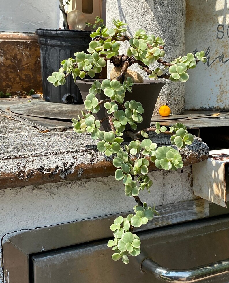 Variegated Portulacaria Afra (jade) Shohin Cascade Bonsai - Etsy