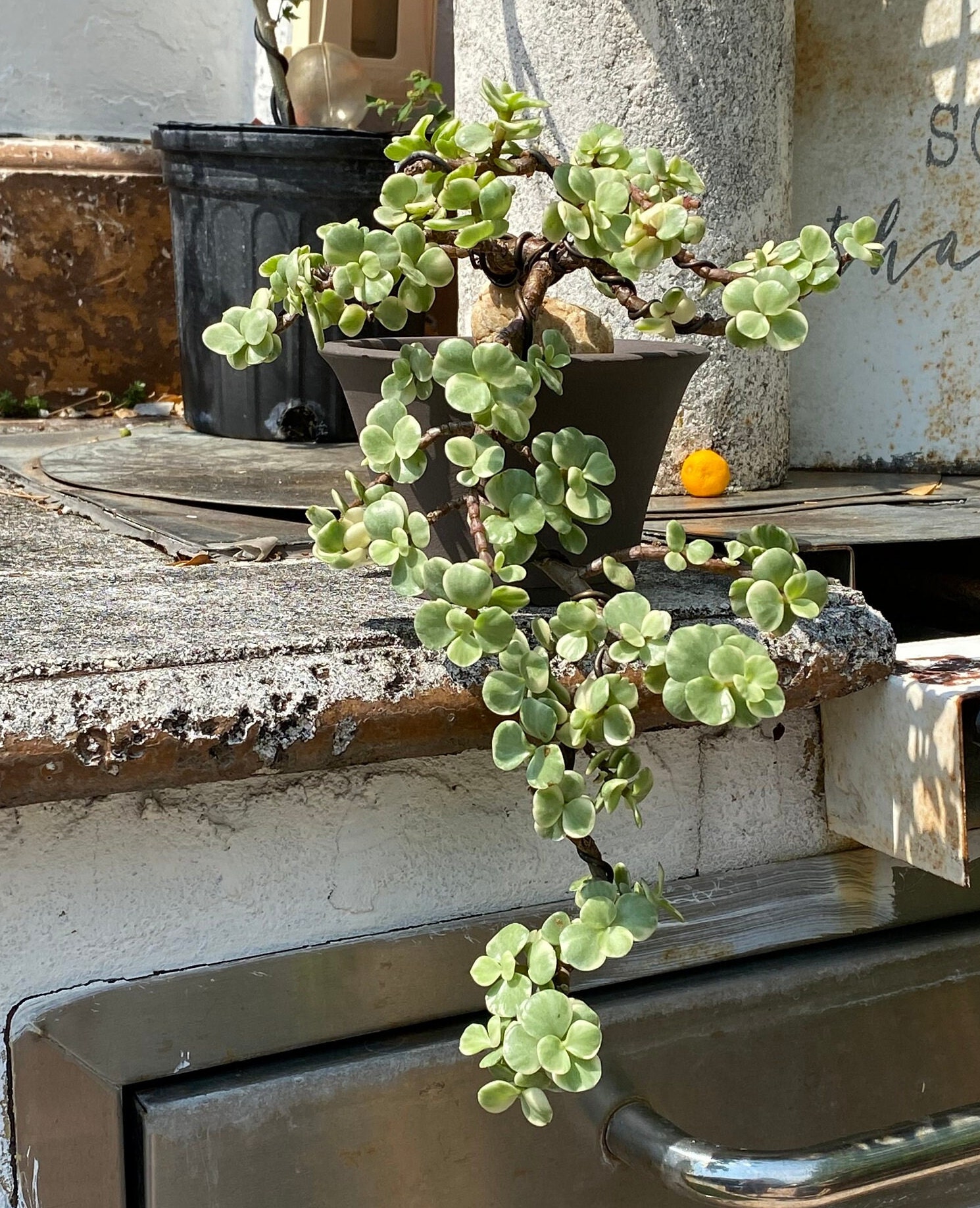 Variegated Portulacaria Afra (jade) Shohin Cascade Bonsai - Etsy