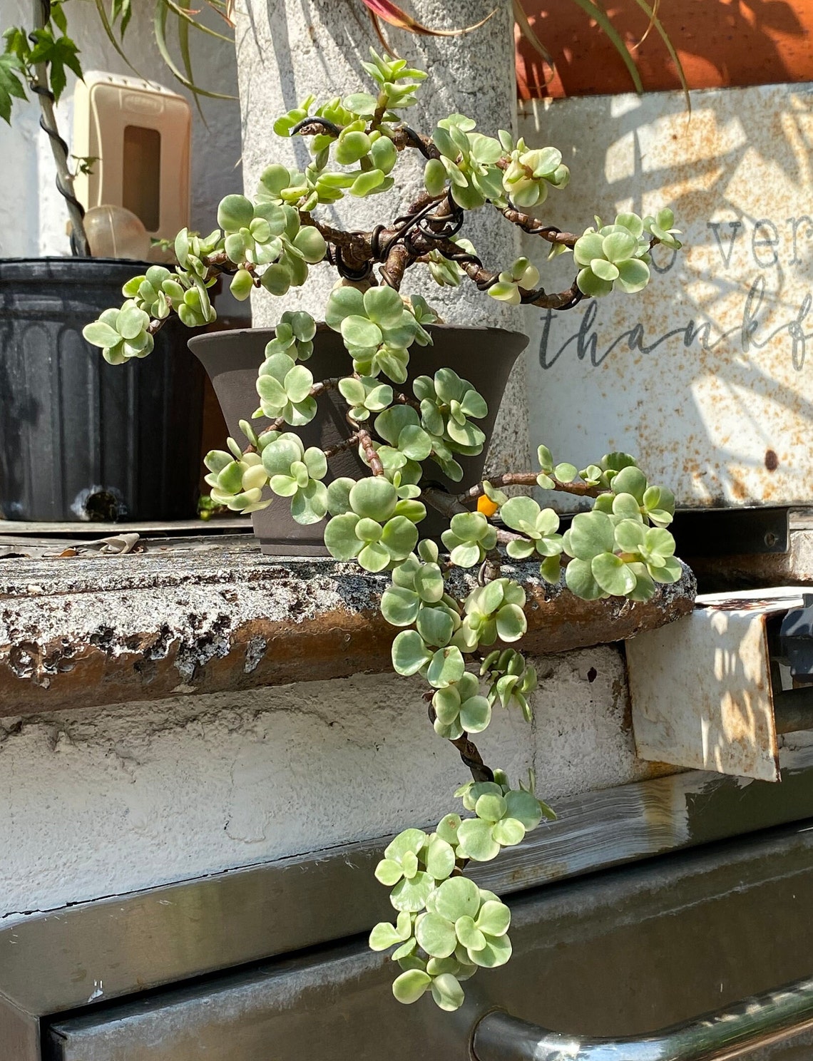 Variegated Portulacaria Afra (jade) Shohin Cascade Bonsai - Etsy