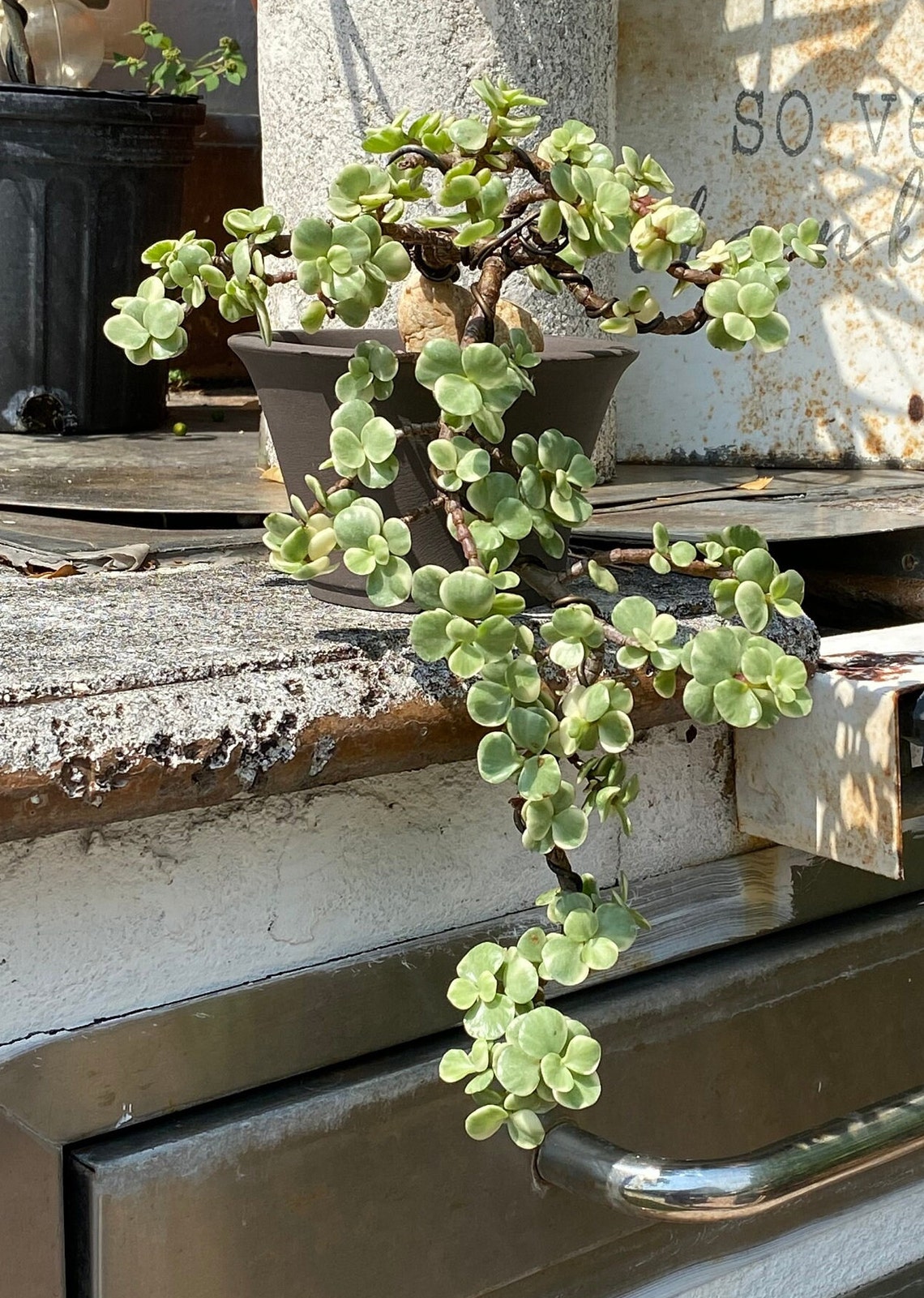 Variegated Portulacaria Afra (jade) Shohin Cascade Bonsai - Etsy